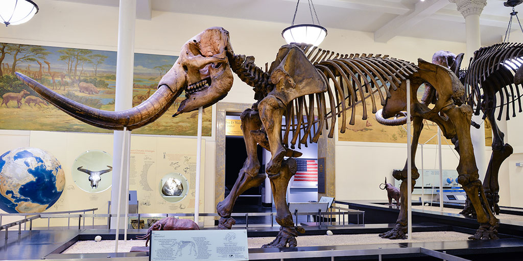 Mastodons’ Migration Post-Ice Age | AMNH
