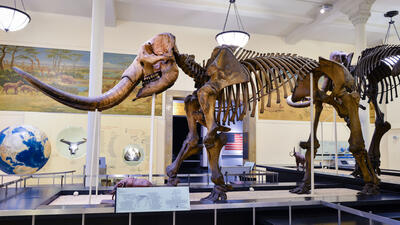 Mastodons’ Migration Post-Ice Age | AMNH