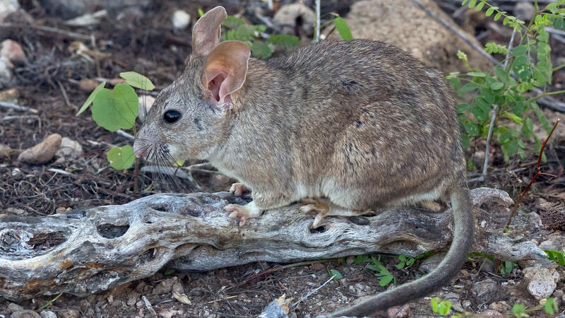 DNA from Packrat Nests Reveals History | AMNH