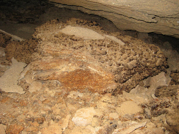 DNA from Packrat Nests Reveals History | AMNH