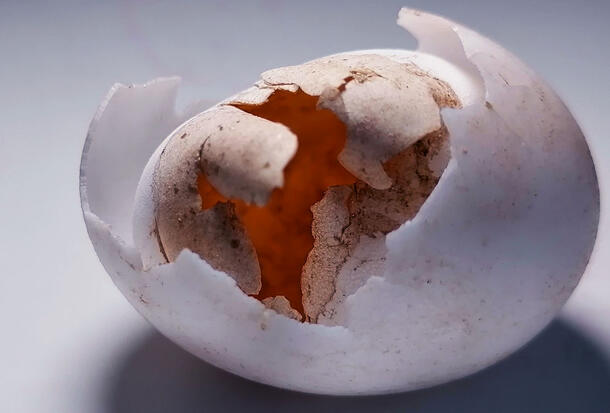 cracked egg shell calcification