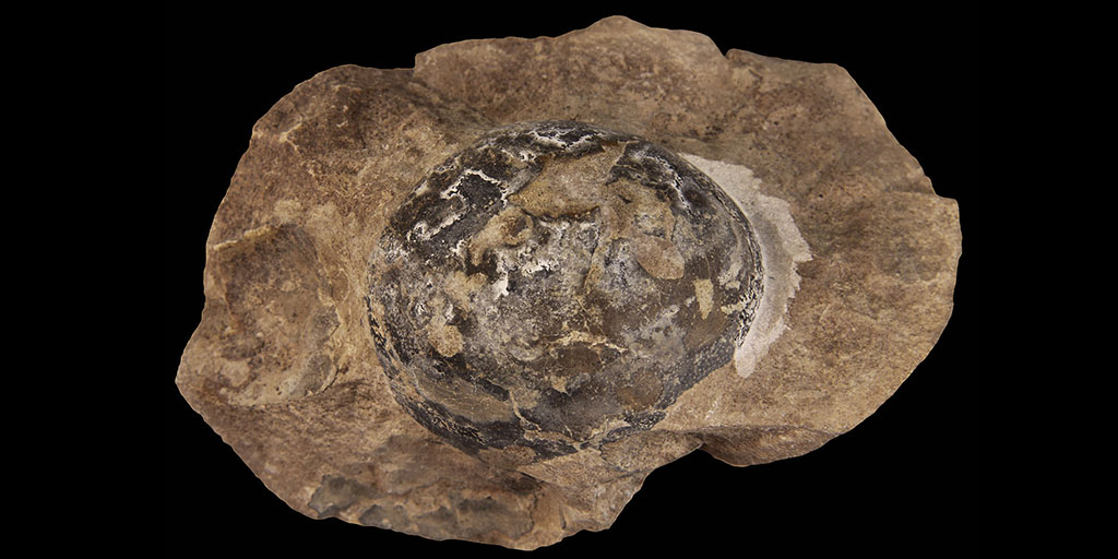 First Dinosaur Eggs Were Soft Like a Turtle's | AMNH