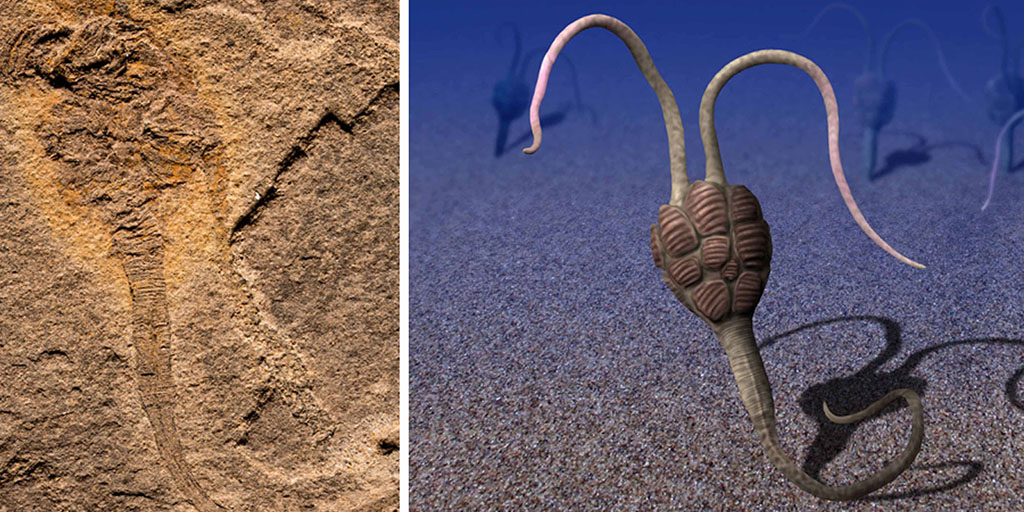 Cambrian Marine Fossil Discoveries | AMNH