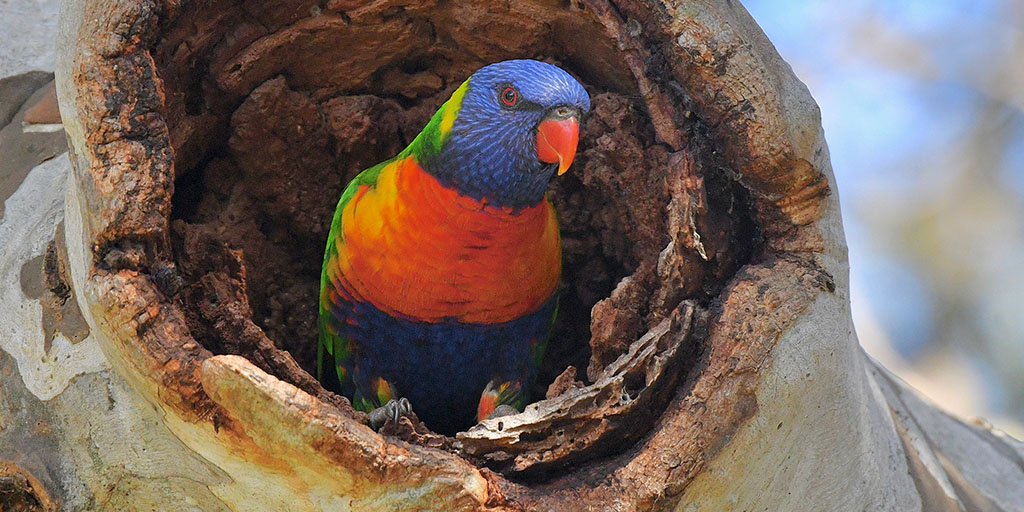 Lorikeet Color Evolution | AMNH