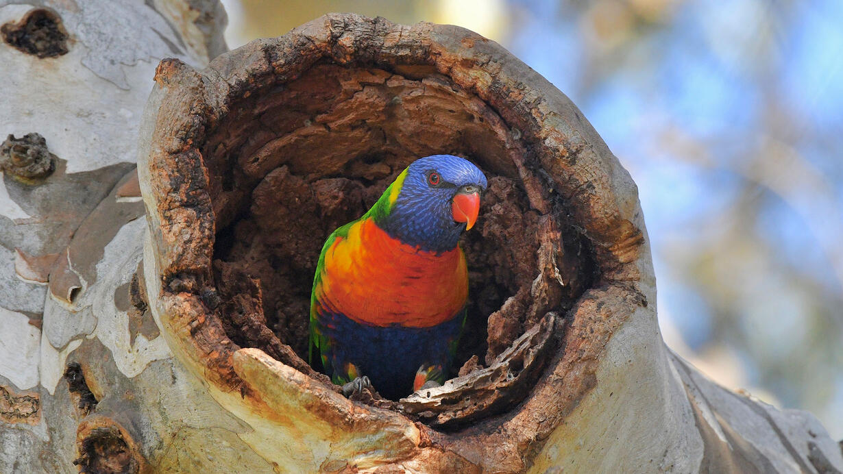 Lorikeet Color Evolution | AMNH