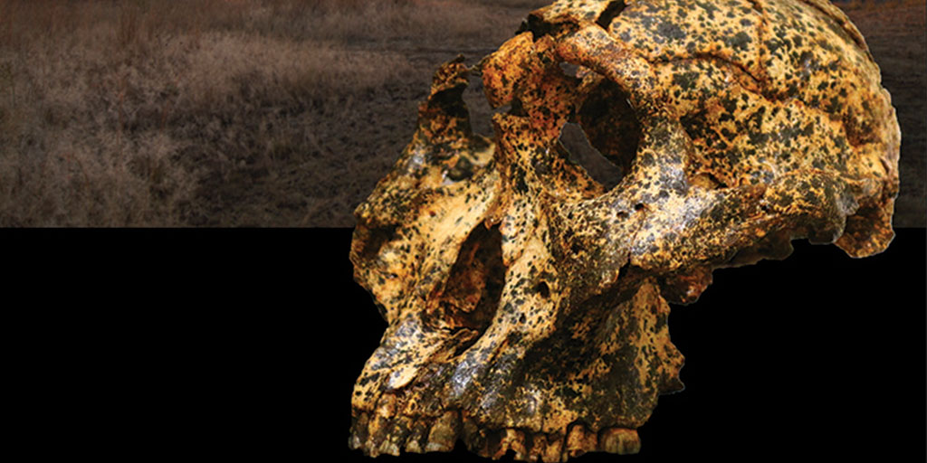 New Fossil of Extinct Human Relative | AMNH
