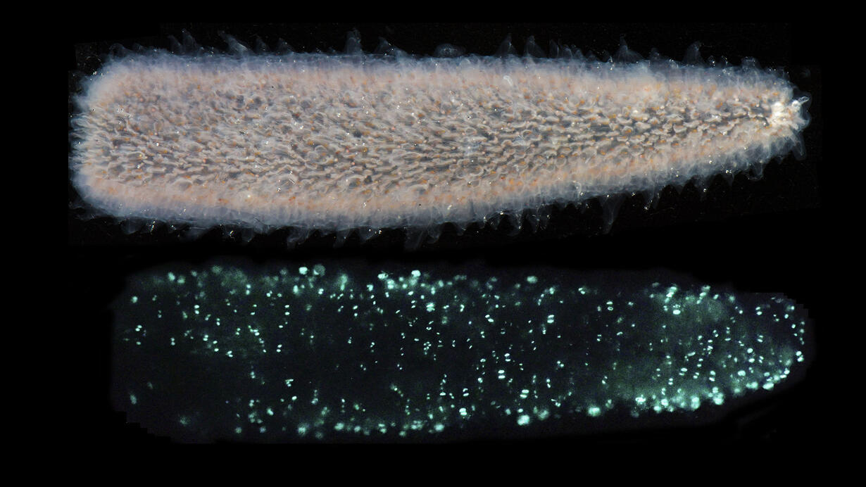 Sea Pickle’s Glow Gene: A Bioluminescent Wonder | AMNH