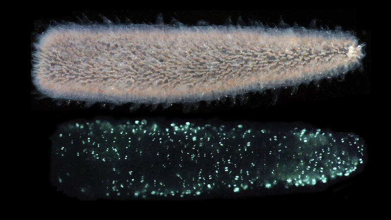 Sea Pickle’s Glow Gene: A Bioluminescent Wonder | AMNH