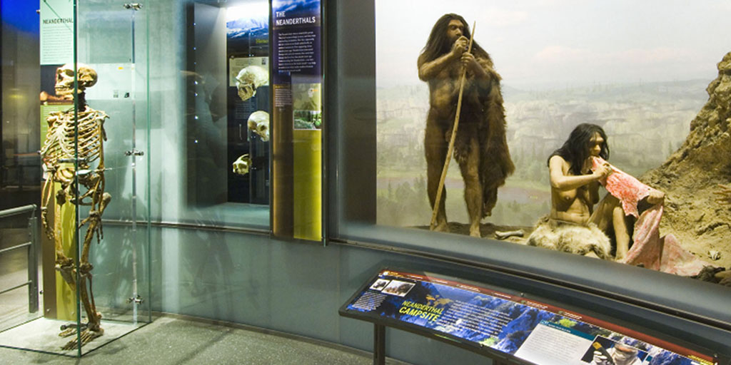 Study IDs Creativity Genes That Make Humans Unique | AMNH