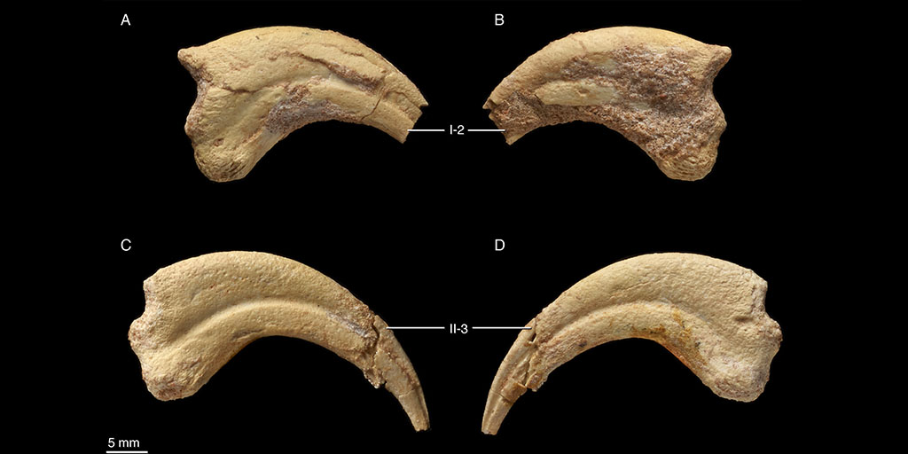 Feathered Velociraptor Relative Discovered | AMNH