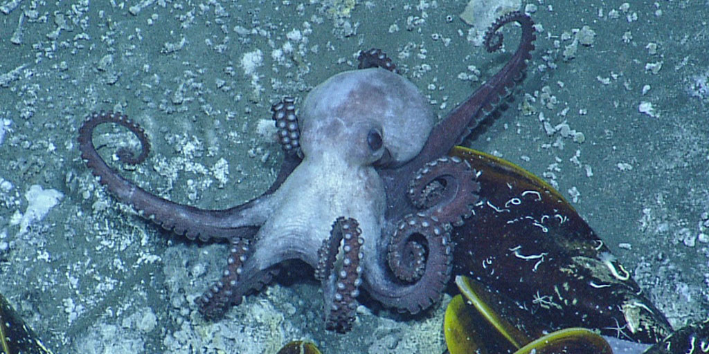 Shell-Drilling Octopus: A Hunting Strategy | AMNH