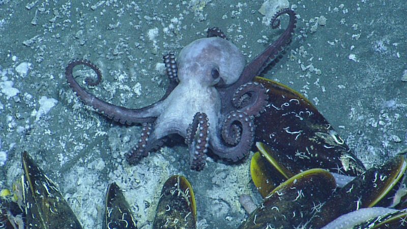 Shell-Drilling Octopus: A Hunting Strategy | AMNH