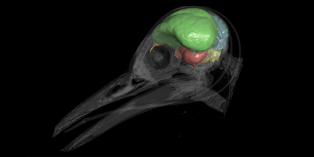 Bird Brains Evolved in Unique Path, Study Finds | AMNH
