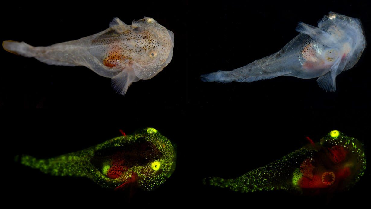 Biofluorescent Fish in the Arctic | AMNH
