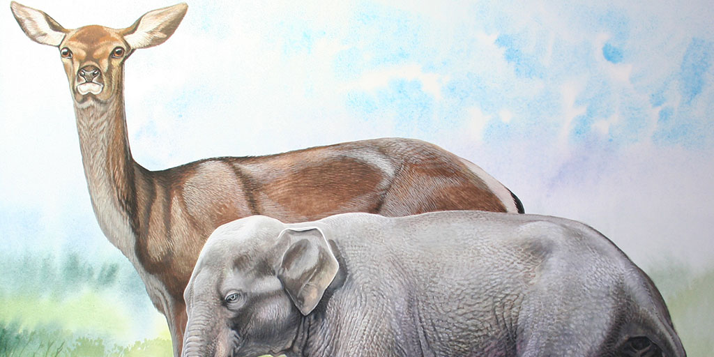 cyprus dwarf elephant