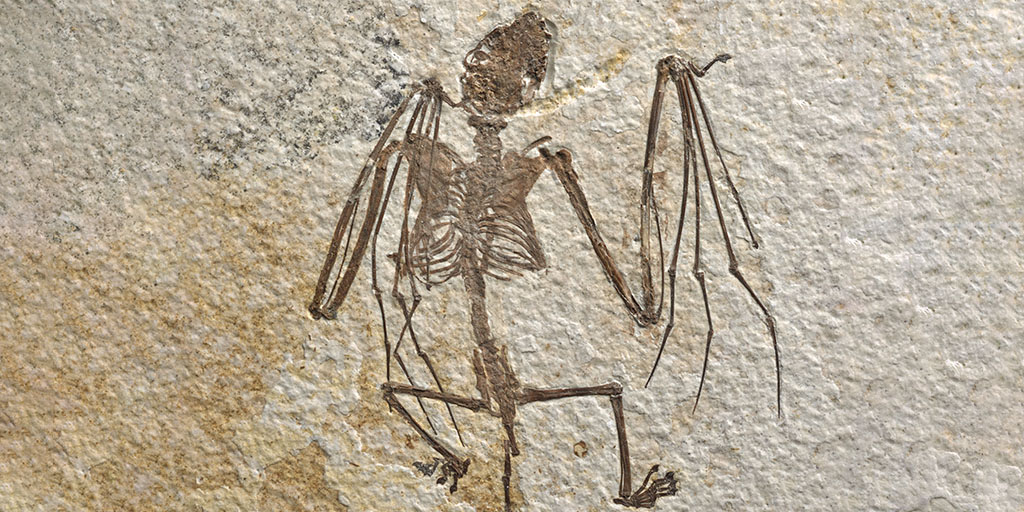 New Species Found From Oldest Bat Skeleton | AMNH