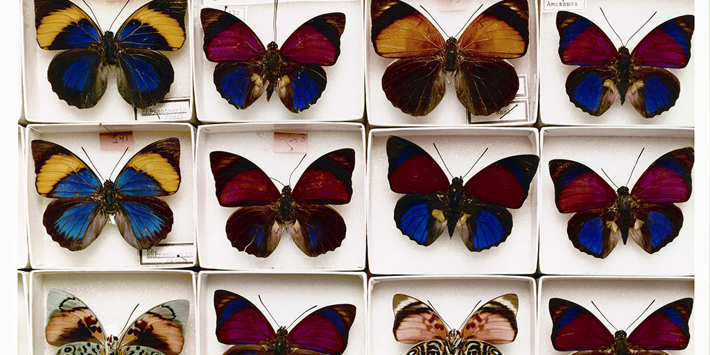 Global Collections Database Maps Over 1 Billion Objects | AMNH