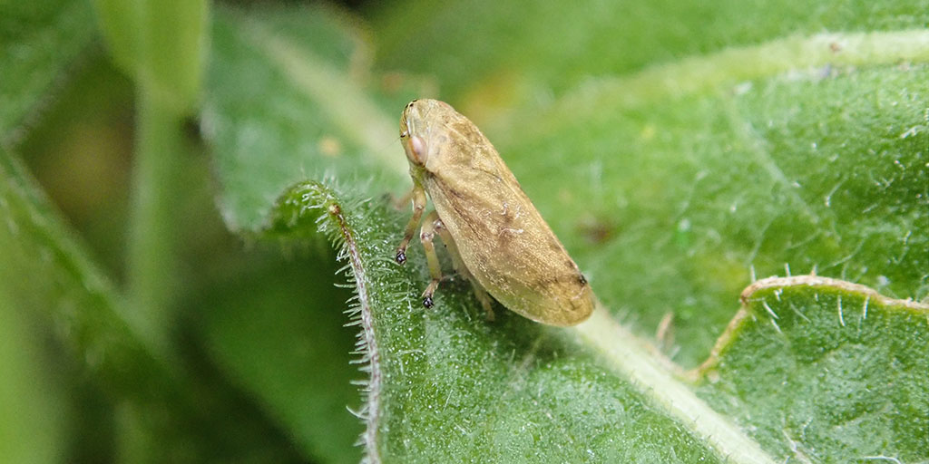 Meadow Spittlebug: Tiny Hydraulic Jumpers | AMNH