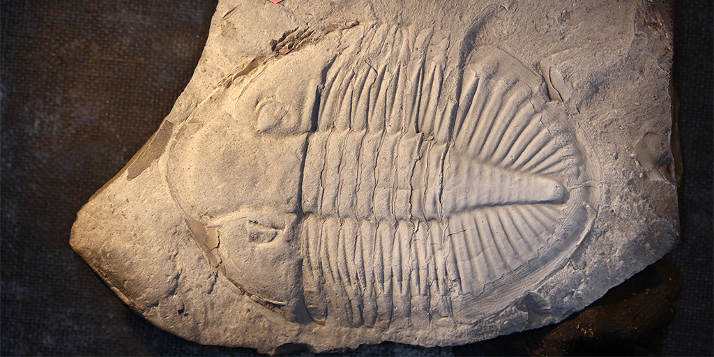 Researchers Count Body Segments of 1,500 Trilobite Species | AMNH