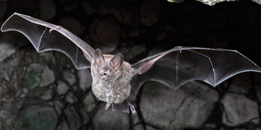 frog eating bat