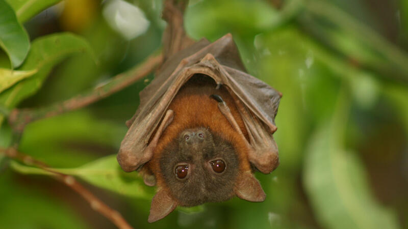 Pandemic Prevention Through Wildlife Habitat Protection | AMNH