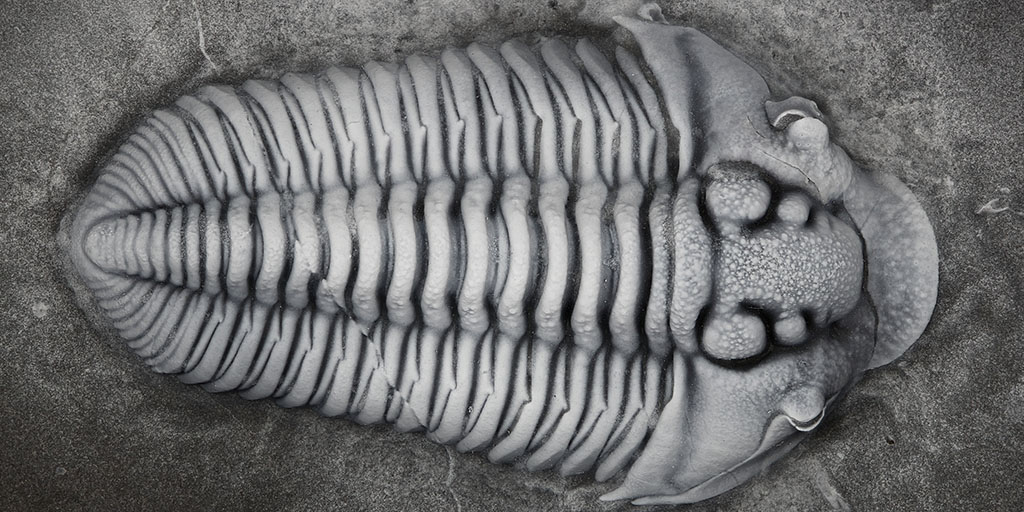 Researchers Identify New Trilobite Species | AMNH