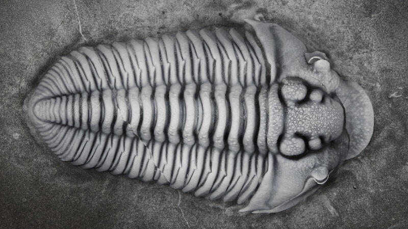 Researchers Identify New Trilobite Species | AMNH