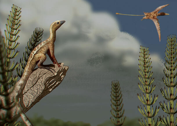 Study Explores How Pterosaurs Evolved a Flight-ready Brain | AMNH