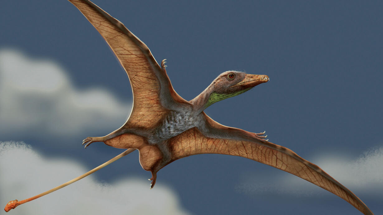 Study Explores How Pterosaurs Evolved a Flight-ready Brain | AMNH