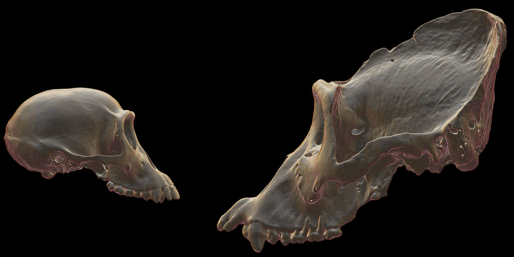 3D Scans from Primate Collections Now Available Worldwide | AMNH