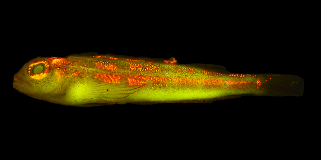 Studies Reveal Fish Biofluorescence Dates Back 112 Million Years | AMNH