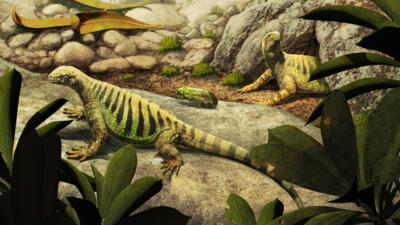 “Proto-Turtle” May Not Be a Turtle Relative After All | AMNH