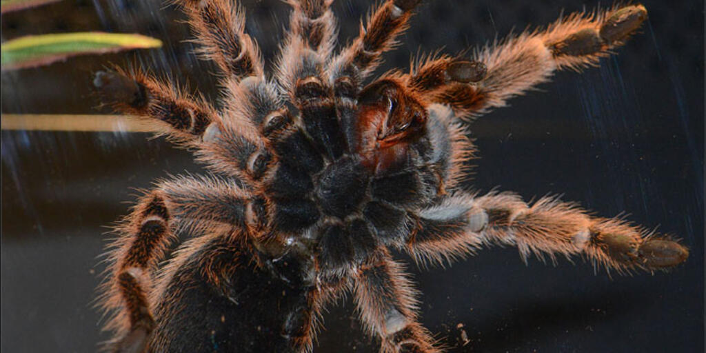 heartbeat tarantula
