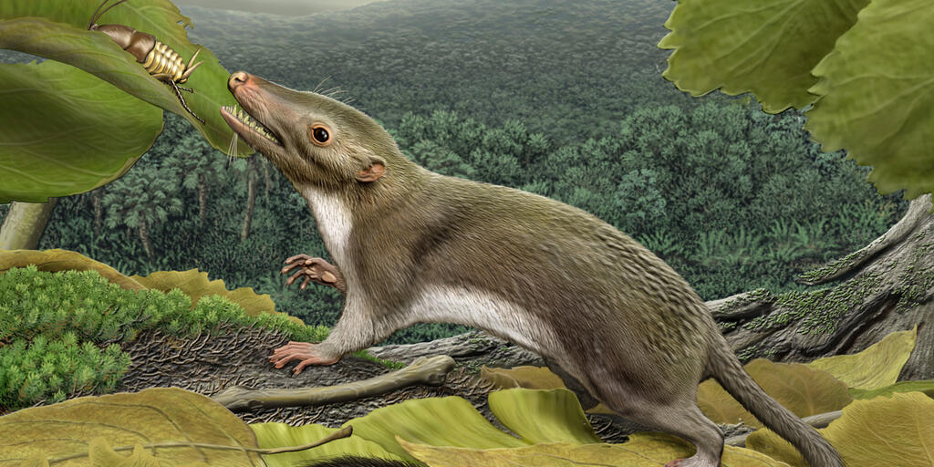 placental mammals animals