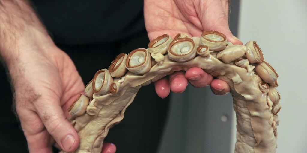 large squid tentacles