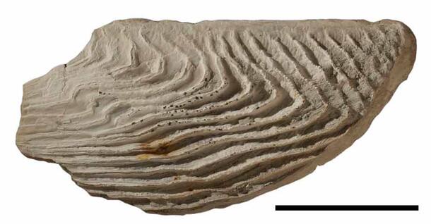Ancient Ocean Temperatures: Ammonite Jaws Shed Light | AMNH