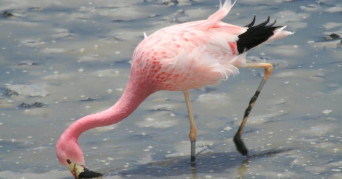 Flamingo Census: Counting Birds in South America | AMNH