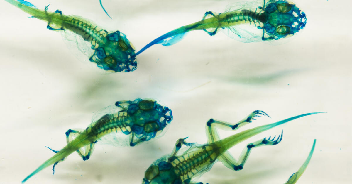 Six Ways to Prepare Specimens at the Museum | AMNH