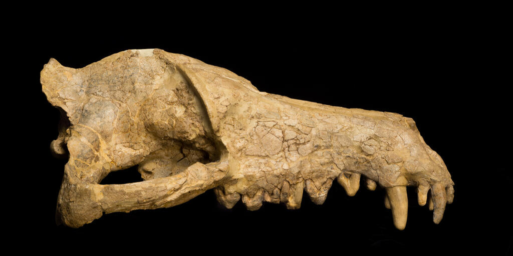 andrewsarchus pictures