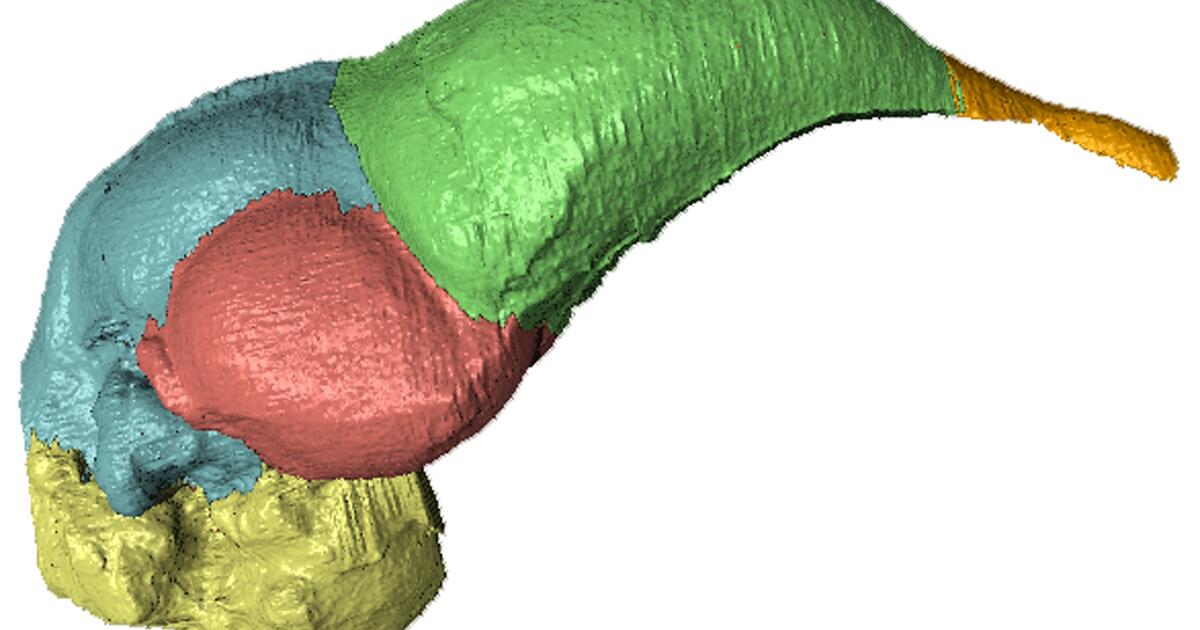 Which Came First: The Bird or the Bird Brain? | AMNH