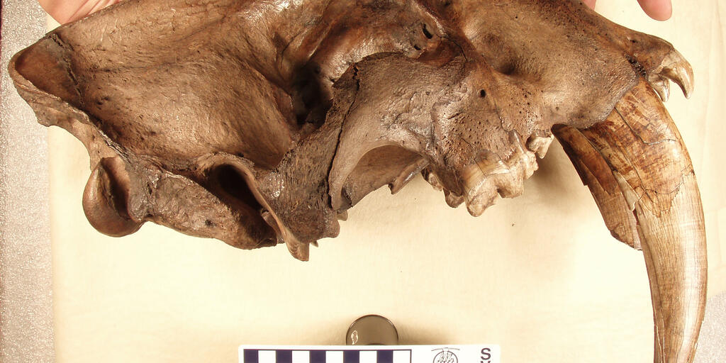 smilodon skeleton size