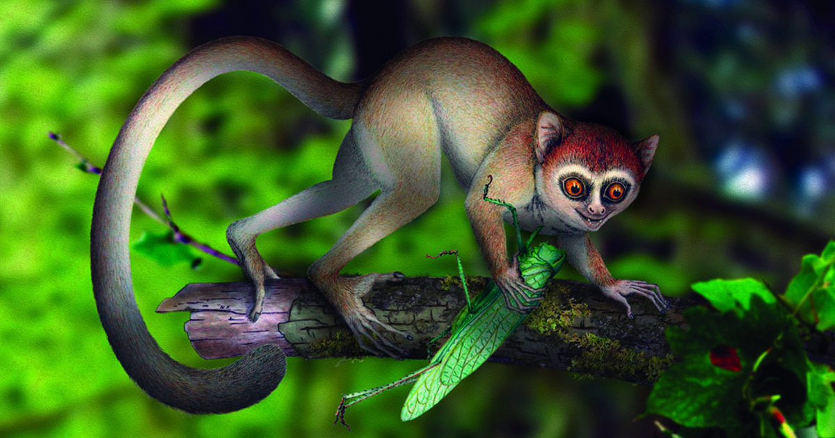 Researchers Discover Oldest Primate Fossil Skeleton on Record | AMNH