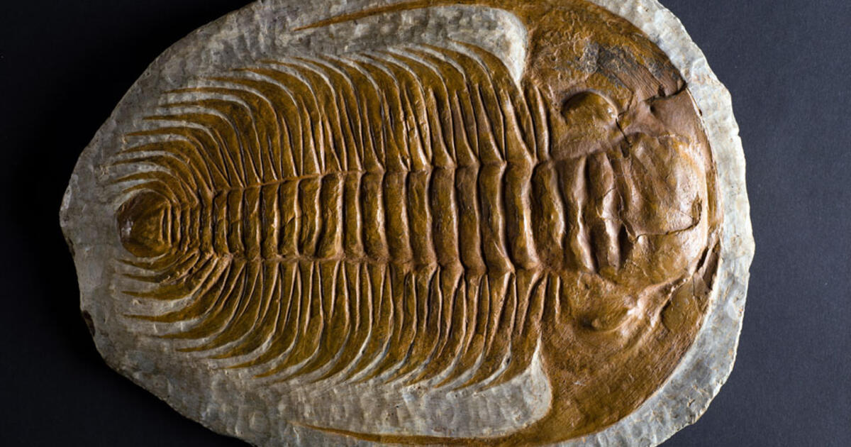Ancient Trilobite Fossils on Display | AMNH