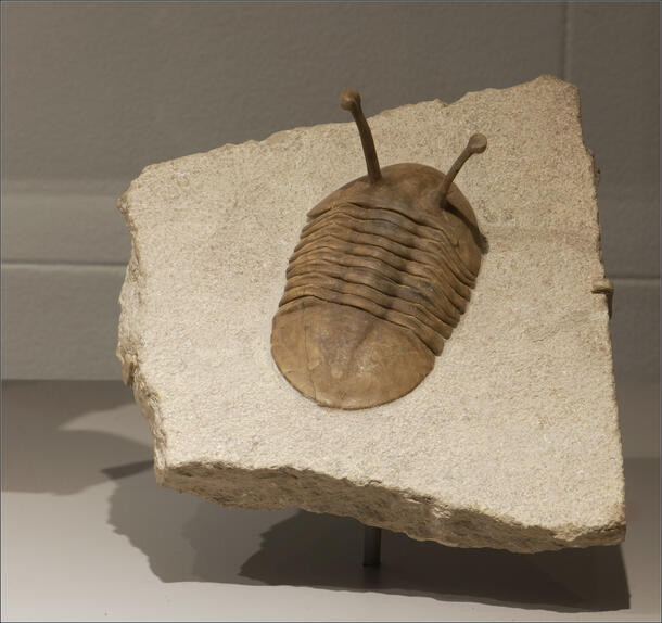 Ancient Trilobite Fossils on Display | AMNH