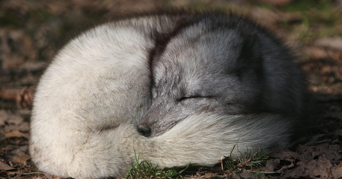 Extinct Fox Used Tibet as Ice Age Training Ground | AMNH