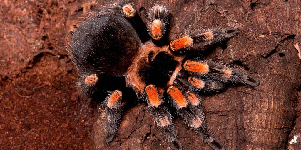 Red Tarantula Spider