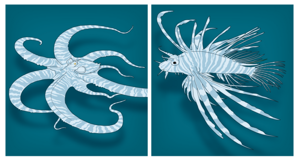 The Talented Mimic Octopus | AMNH