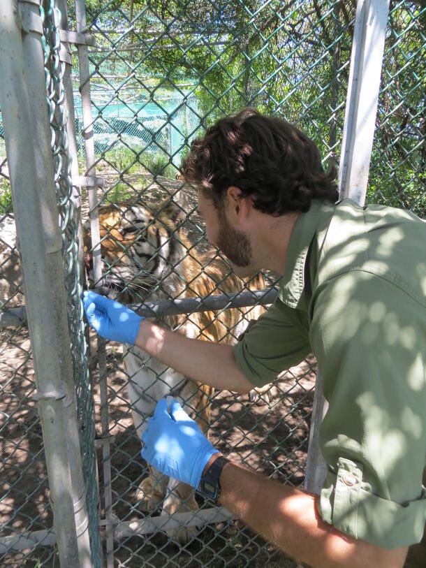 Urine Sprays Track Wild Tigers | AMNH