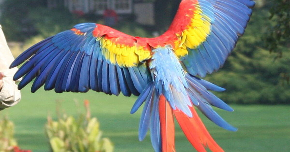 Macaw Skeletons and Pueblo Society | AMNH
