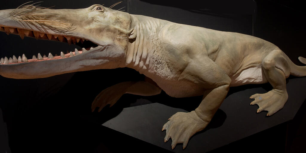 ambulocetus whale evolution